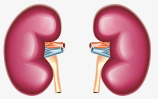 Transparent Kidney Organ Clipart - Kidney Cartoon Transparent ...
