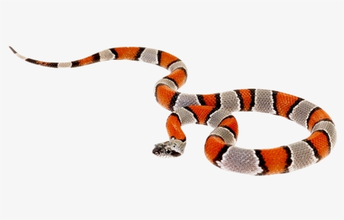 Clip Art Snake Png Transparent Image - Coral Snake No Background , Free ...