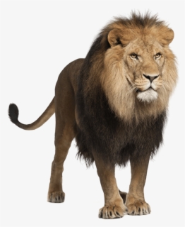 Free Lion Clip Art with No Background - ClipartKey