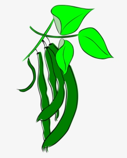 Cartoon Beans Growing - Transparent Green Beans Clipart , Free ...