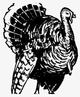Dead Turkey Drawing , Free Transparent Clipart - ClipartKey