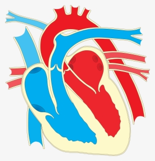 Heart Diagram - Longitudinal Section Of Heart , Free Transparent ...
