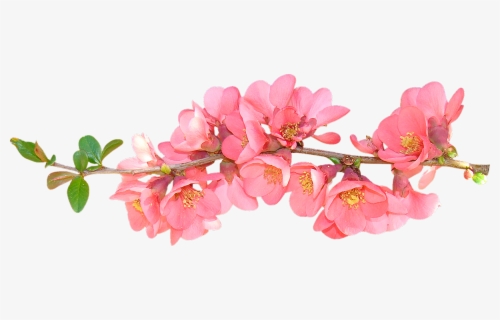 Free Spring Clip Art with No Background - ClipartKey