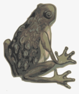 Bufo,toad,true Frog - Eastern Spadefoot , Free Transparent Clipart ...