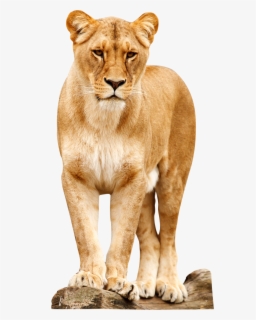 Carnivoran,yellow,lion - Cute Lion Clip Art , Free Transparent Clipart ...