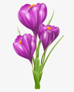 Spring Clipart Crocus - Crocus Clip Art , Free Transparent Clipart ...