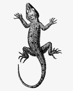 Free Lizard Clip Art with No Background - ClipartKey
