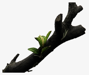 Transparent Tree Branches Png - Tree Png Texture , Free Transparent ...