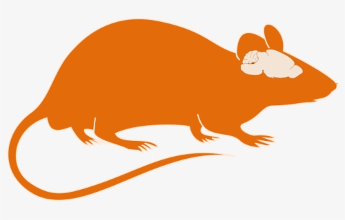 28 Collection Of Mouse Brain Drawing - Mouse Brain Sagittal Cartoon ...