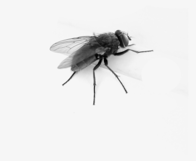 Transparent Flies Png - Fly Clipart Black And White , Free Transparent ...