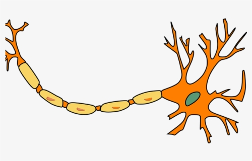 Clip Art Png Freeuse Huge - Neuropathy Nerve Damage Clip Art , Free ...