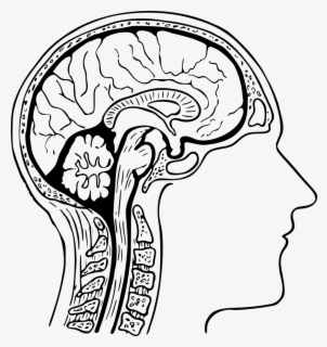 Brain Clipart Transparent Png - Diagram Blank Brain , Free Transparent ...