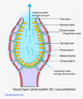 Clip Art Asconoid Sponge - Ascon Type Canal System In Sponges , Free ...