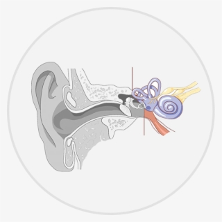 Download Anatomy Of The Human Ear Blank - Parts Of The Ear Clipart ...