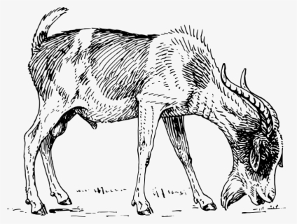 Transparent Goats Clipart - Goat Eating Grass , Free Transparent ...
