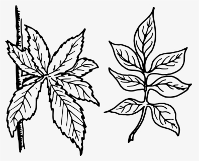 Compound Icons Png Free - Tree Leaves Line Art Vector , Free ...