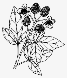 Collection Of Free Raspberry Drawing Botanical Illustration - Flower ...