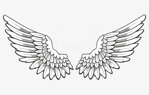 Wings - Sketch , Free Transparent Clipart - ClipartKey