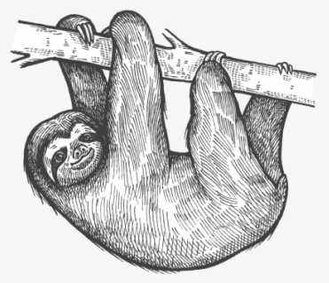 Sloth Png - Sloth Dabbing Png , Free Transparent Clipart - ClipartKey