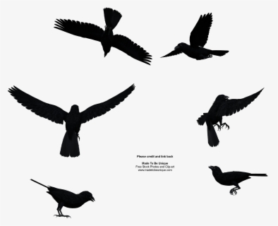 Free Common+bird Clip Art with No Background - ClipartKey