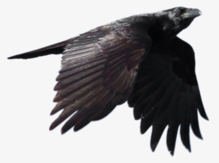 Transparent Raven Flying Png - Heraldry Symbols Crow , Free Transparent ...