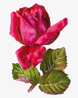 Dozen Roses Clipart - Rose , Free Transparent Clipart - ClipartKey