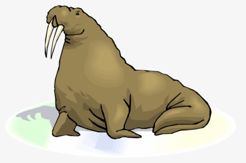Walrus - Cartoon , Free Transparent Clipart - ClipartKey