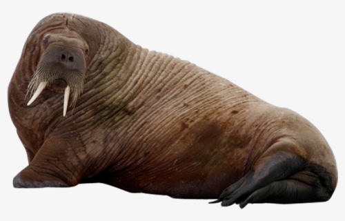 Cartoon Clipart , Png Download - Lord Walrus , Free Transparent Clipart ...