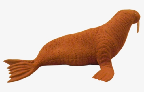 Walrus Hd Png Pluspng Clipart , Png Download - Fish , Free Transparent ...