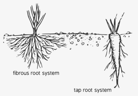 Root Types Fibrous Tap , Free Transparent Clipart - ClipartKey