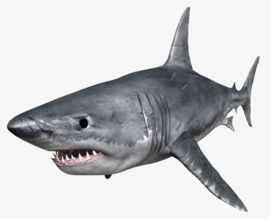 Download Clipart Transparent Transparent Background Shark Png - ClipartKey