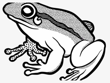 Toad Clipart Katak - Draw A Spadefoot Toad , Free Transparent Clipart ...