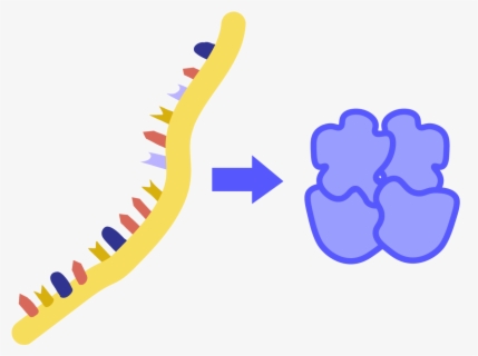 Image Of Translation - Rna Translation Clipart , Free Transparent ...