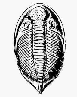Trilobite Medium Image Png - Trilobite Clipart , Free Transparent ...