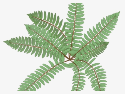 Download Transparent Fern Clipart - Silver Fern Tree Drawing - ClipartKey