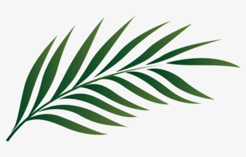 Free Palm Leaf Clip Art with No Background - ClipartKey