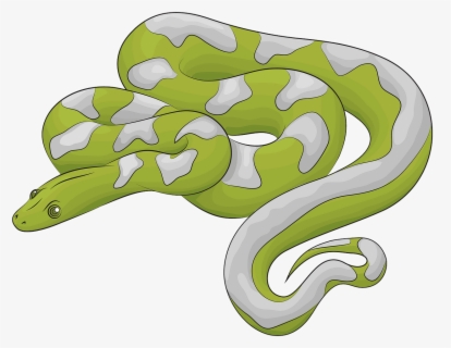 Burmese Python , Free Transparent Clipart - ClipartKey