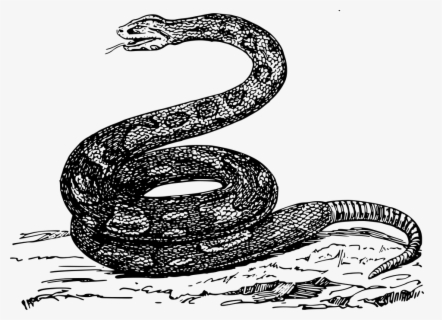 Giant Constrictor Snake 5e - Dnd 5e Gazer Stat Block , Free Transparent ...