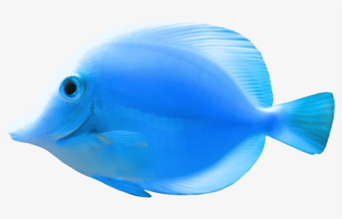 Free Blue Fish Clip Art with No Background - ClipartKey