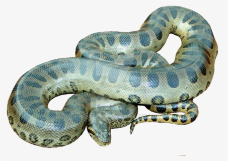 Transparent Snake Clip Art - Anaconda Png , Free Transparent Clipart ...