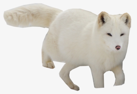 Transparent Fox Clipart Png - Arctic Fox Transparent Background , Free ...