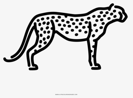 Coloring Image Of Cheetah , Free Transparent Clipart - ClipartKey