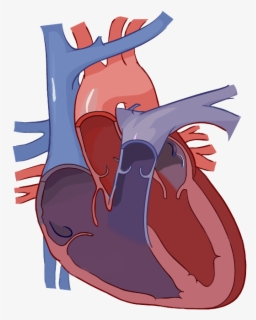 Diagram Of The Heart Without Labels - Parts Of The Heart Without Label ...
