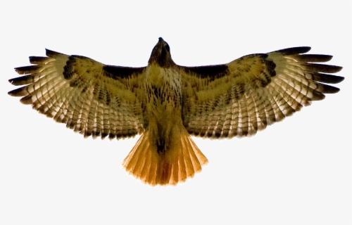 Red Tailed Hawk Clipart , Free Transparent Clipart - ClipartKey