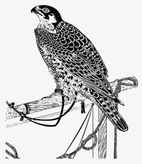 Falcon Line Drawing At Getdrawings Falcon Flying Clipart- - Easy ...