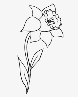 How To Draw A Daffodil - Line Art , Free Transparent Clipart - ClipartKey