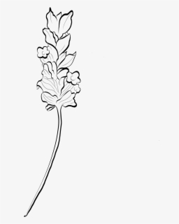 Clip Art Clip Black And - Transparent Background Lavender Flower ...