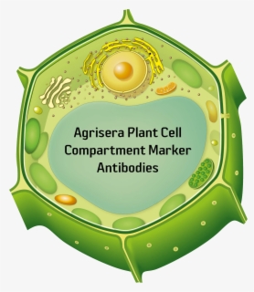 Plant Cell Png , Free Transparent Clipart - ClipartKey