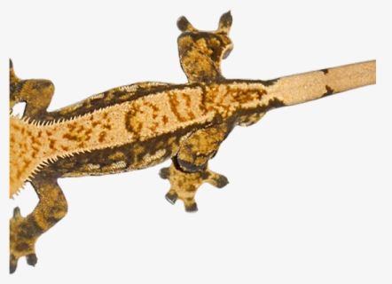 Geckos Png Transparent - Gecko Icon Transparent , Free Transparent ...