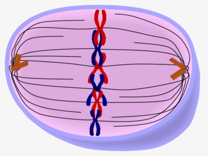 Edupic Cell Drawings - Easy To Draw Chromosomes , Free Transparent Clipart - ClipartKey